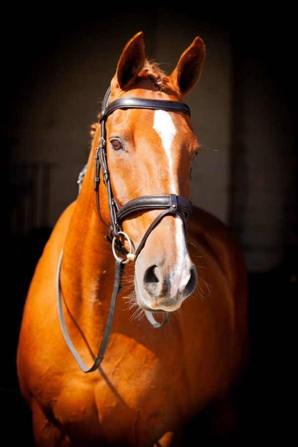 EcoRider Bridle -Claddagh V2 - Manor Equestrian